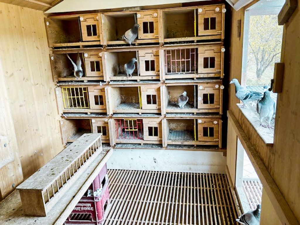 Referenzen - Taubenschlagbau Schorr