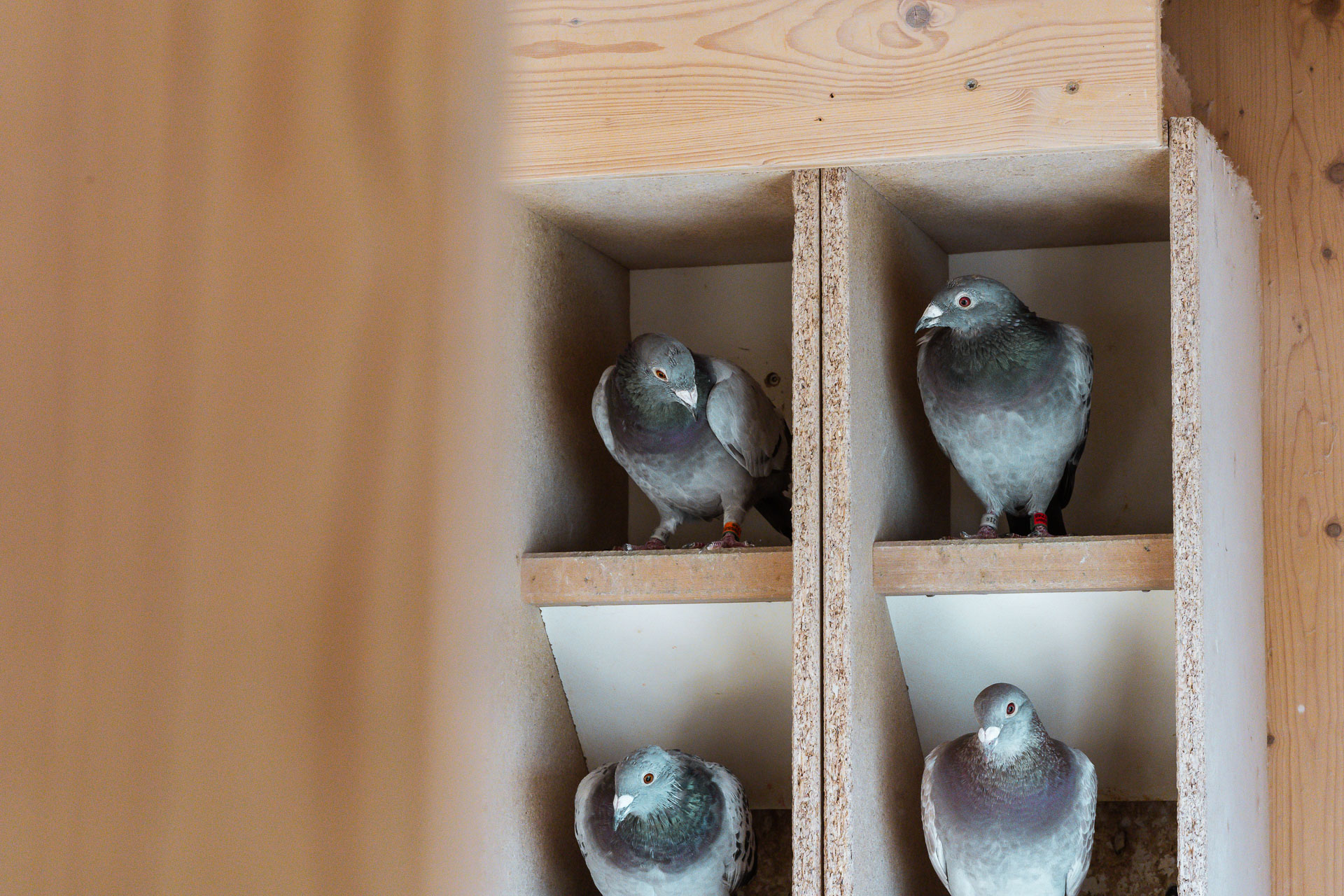 Der Flug in eine neue Ära: Willkommen auf der neuen Homepage von Taubenschlagbau Schorr ...
